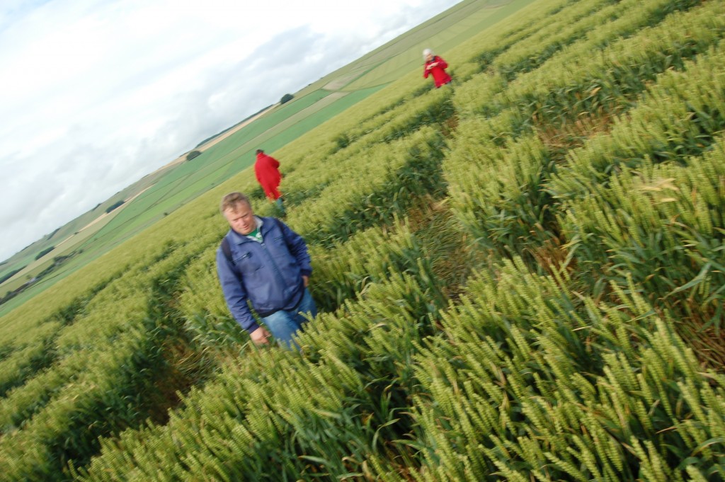 Avebury: The Four Copper Beech trees, inspiration for Tolkien’s Ents ...