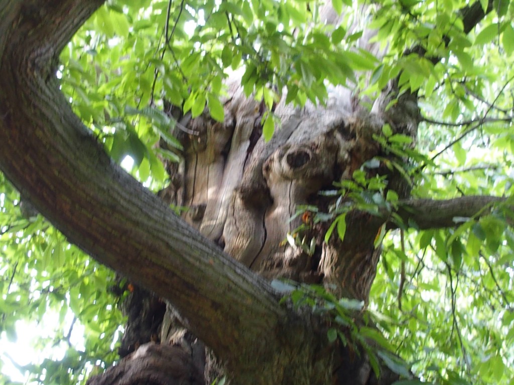 Greenwich, London: Trees at the turning point of time – The Tree ...